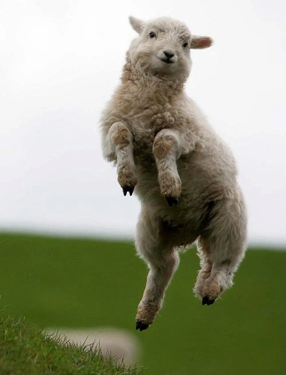 The adventures of Peep the silly little sheep book 2 | Novelo
